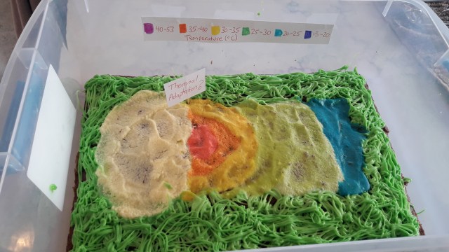 Research cake | WaiBER